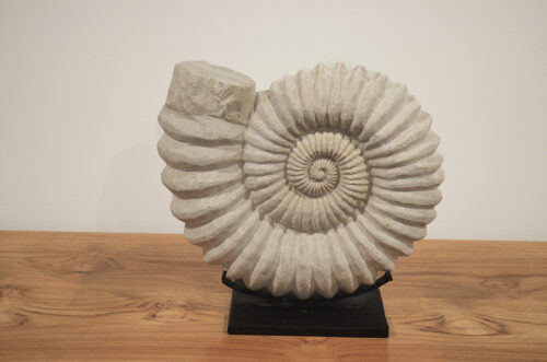 Sandstone Ammonite 10080 - Andrianna Shamaris